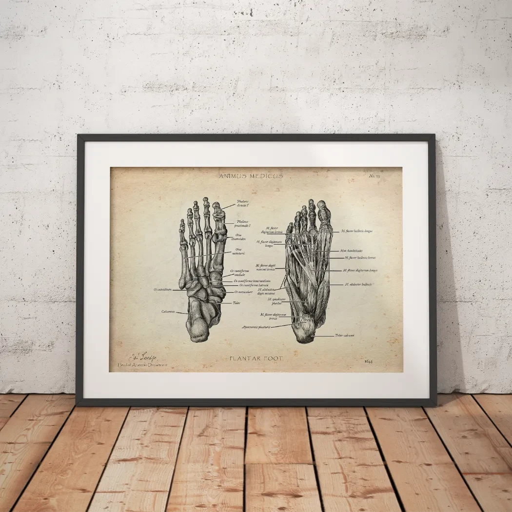 Fuß Knochen und Muskeln Anatomie Poster - Animus Medicus